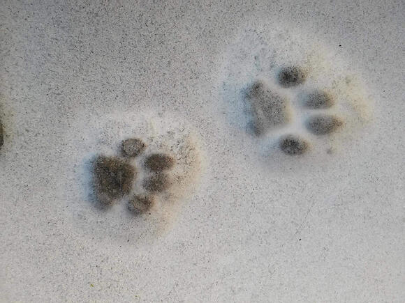 Beginner’s Guide to Identifying Animal Tracks - NewsBreak