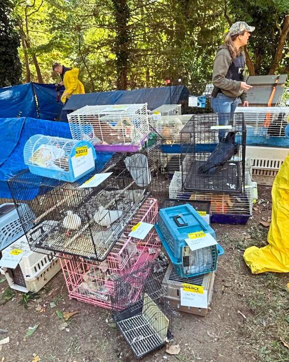 95-Year-Old Woman and More Than 200 Neglected Animals Saved From Home ...
