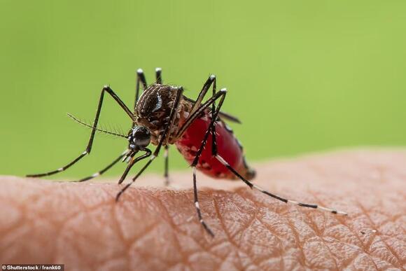 Fox News host off air after being diagnosed with malaria - NewsBreak