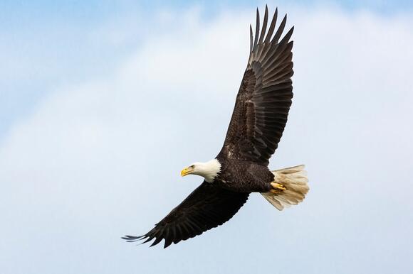 12 American Birds Making an Unexpected Comeback in 2025 - NewsBreak