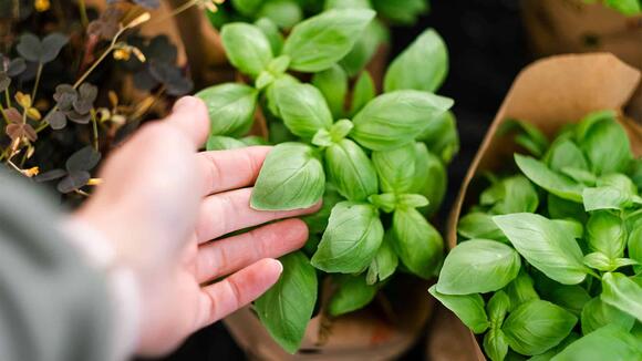 The real reason your fresh herbs die within two days, and how to fix it ...