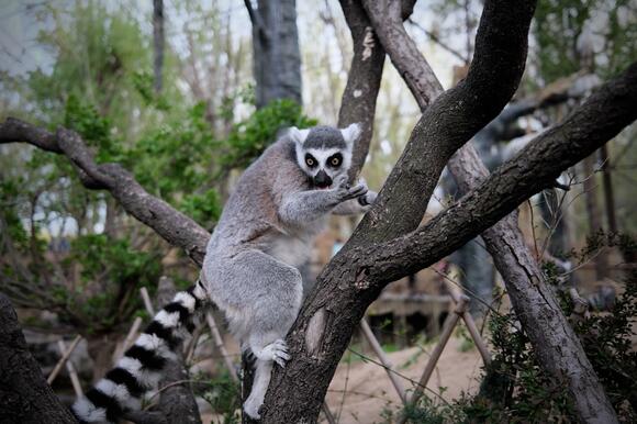 12 Fascinating Ways Animals Use Their Tails for Survival - NewsBreak