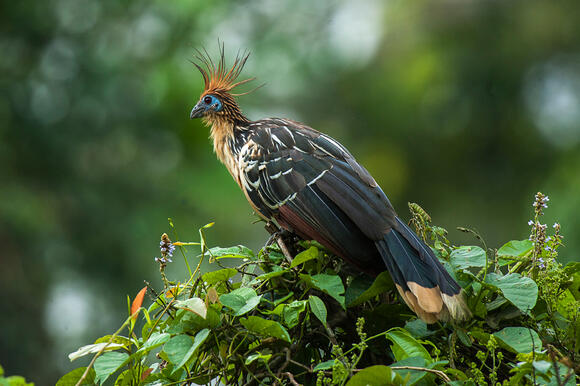 Was the First Bird Actually a Dinosaur? Exploring the Avian Transition ...