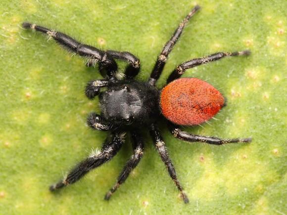 16 Black And Red Spiders (With Pictures Of Each) - NewsBreak