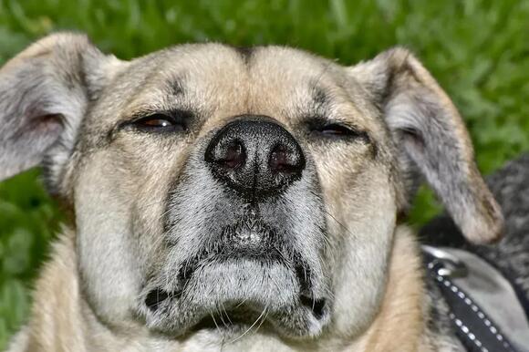 7 Quiet Changes Owners Notice When a Dog Is Near the End of Life ...