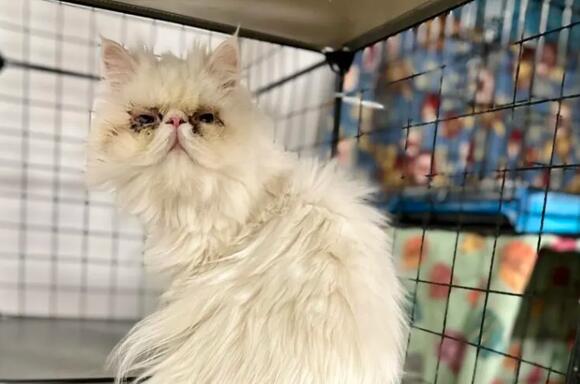 Dying Persian Cat Begs for Help at Shelter Before Miraculous Last ...