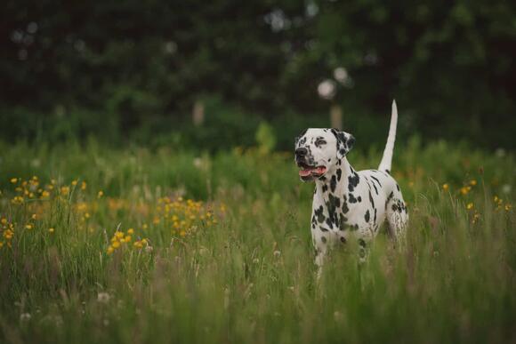 The 12 Most Playful Dog Breeds That Love Games - NewsBreak