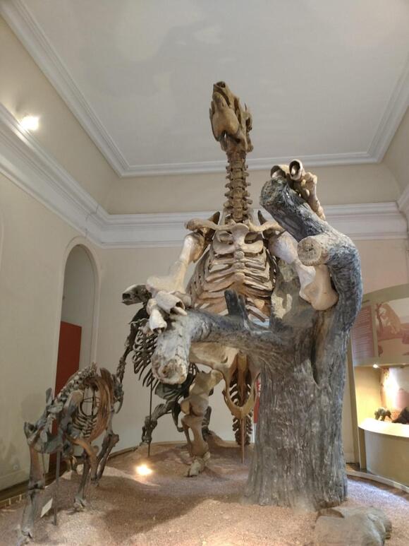 Did Humans Cause the Ice Age Megafauna Extinction? - NewsBreak