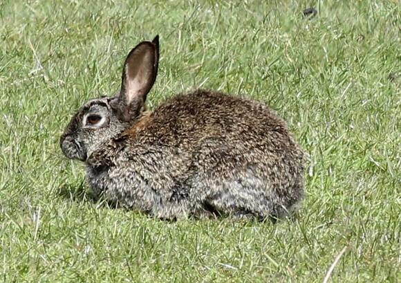 US States Terrorized By The Invasive European Rabbit - NewsBreak