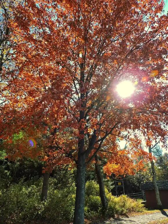 Is Your Birth Chart Linked to Nature? The Deep Connection Between Signs ...