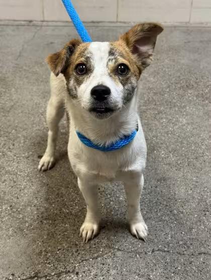 🐶 Playful, Loyal & Loving Dogs Ready for Adoption in Honolulu - NewsBreak