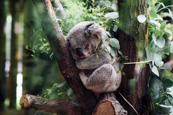 The Brain of a Koala: Fascinating Facts for International Wild Koala ...