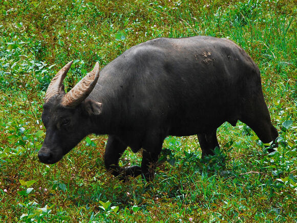 The Most Fascinating Animal Discoveries of the 21st Century So Far ...