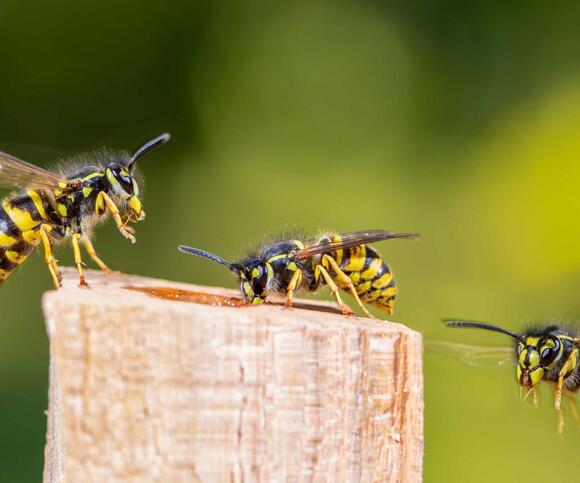 7 Unexpected Pollinators That Are Quietly Improving Our Yards – And How ...