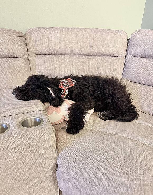 A young 5-month-old Bernedoodle-Goldendoodle mix puppy, Coco, needs a ...