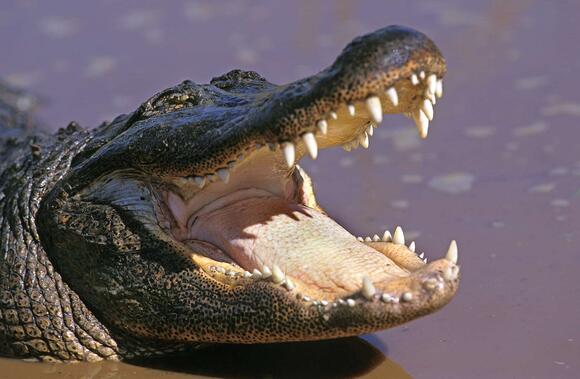 18 Strongest Bites in the Animal Kingdom, Ranked by PSI - NewsBreak
