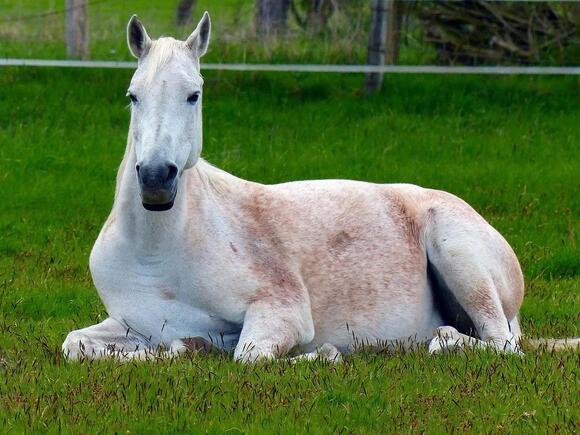 Horses Can Sleep Standing Up, But They Still Need to Lie Down - NewsBreak