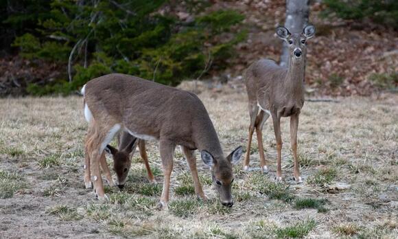 Maine’s antlerless deer permit lottery opens Thursday. Here’s what’s ...