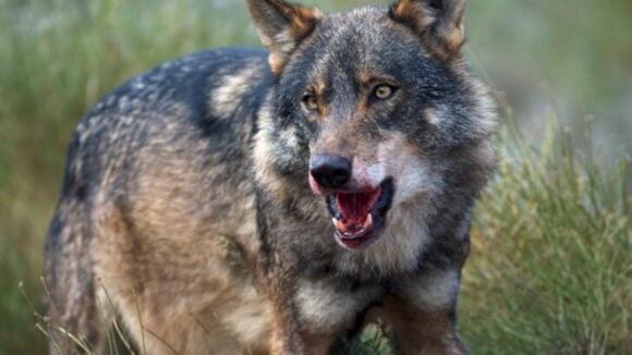 14 Times Wolves Displayed Human Like Behavior - NewsBreak