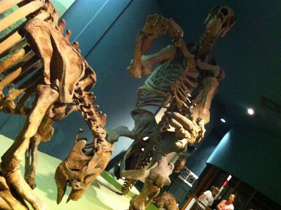 How a Giant Sloth Skeleton Changed Evolution Theories - NewsBreak