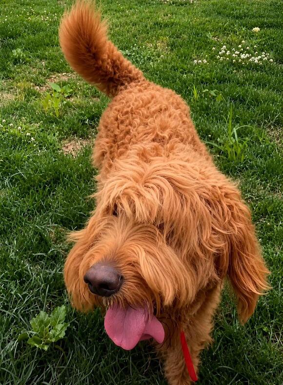 🐶 Playful, Gentle & Loyal Dogs Ready for Adoption in Plain City - NewsBreak
