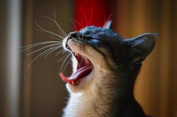 What If Your Cat’s Meow Is Actually a Sophisticated Language? - NewsBreak