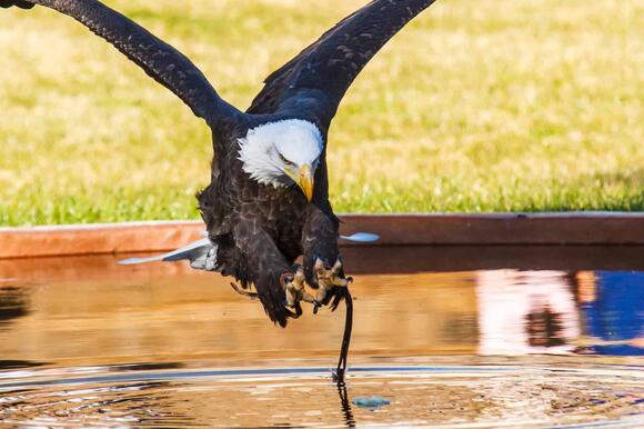 10 Things You Should Know About The Bald Eagle - NewsBreak