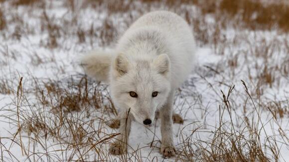 Why Do Arctic Foxes Change Color with the Seasons? - NewsBreak