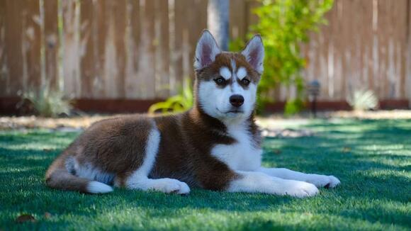 The Best Ways To Train Your Dog - NewsBreak