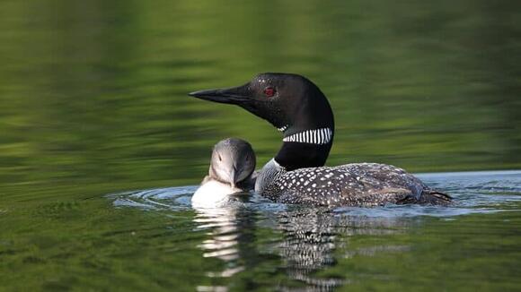 Animals and Wildlife in British Columbia - NewsBreak