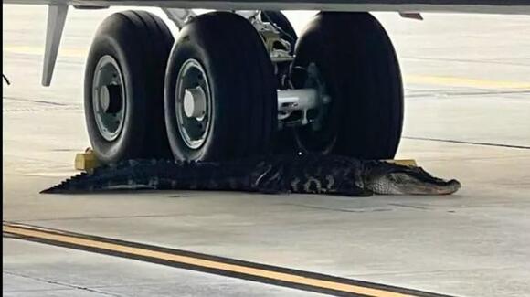 Alligator Removed From Under Plane Tire at Florida Air Force Base ...
