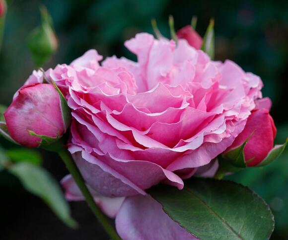 Discover Your Birth Month Rose – and the Beautiful Meaning Behind Each ...
