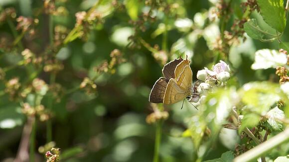 Brown Hairstreak: The Rare Butterfly That Is Recolonizing London ...