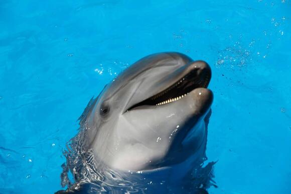 11 Things You Did Not Know About Dolphin Intelligence - NewsBreak