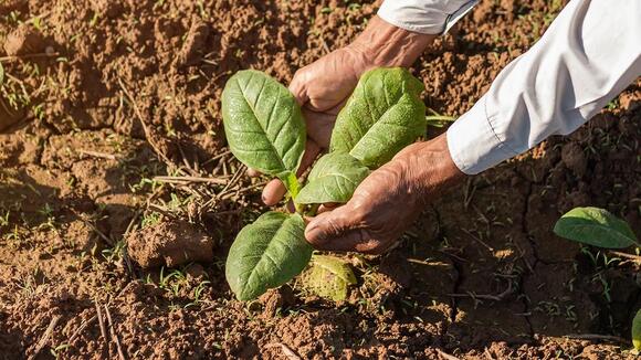 Mysterious Origins of The Nicotine Molecule Are Finally Revealed ...