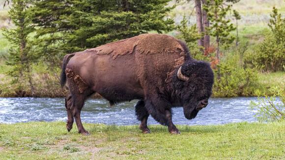 The wild animals most likely to stand their ground instead of running ...