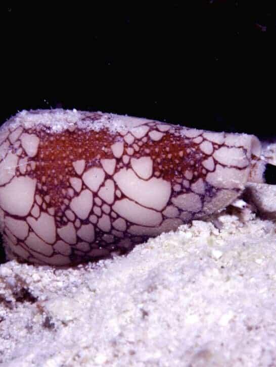 A Lethal Invertebrate: The Cone Snail Bite - NewsBreak