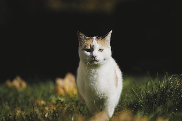 8 Cat Behaviors That Are Actually a Sign of Affection - NewsBreak