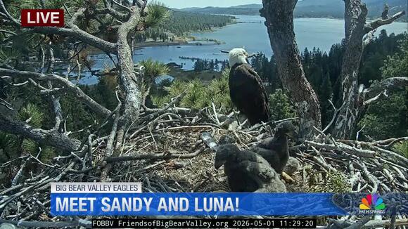 Big Bear Eaglets Officially Named Sandy and Luna - NewsBreak