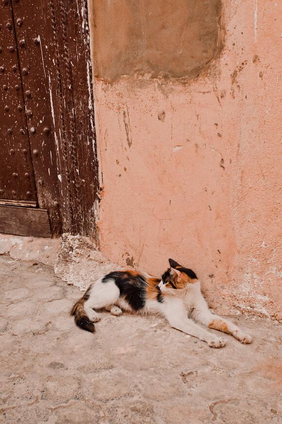 14 Cat Breeds That Stay Playful Forever - NewsBreak