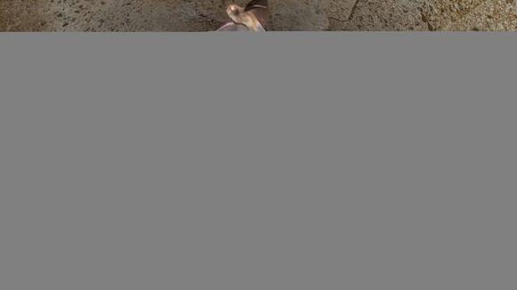 Animals That Hibernated Through America’s Harshest Winters - NewsBreak