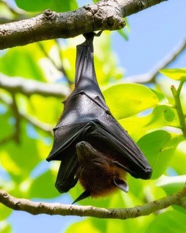 Mid-June Marks Peak Bat Activity As They Hunt Mosquitoes And Moths ...