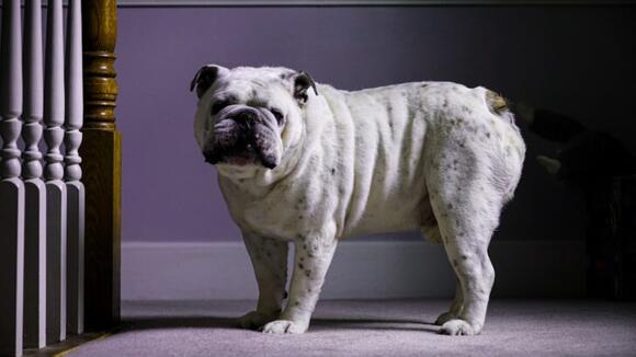 Dog Breeds That Match Every Zodiac Element Explained by Science - NewsBreak
