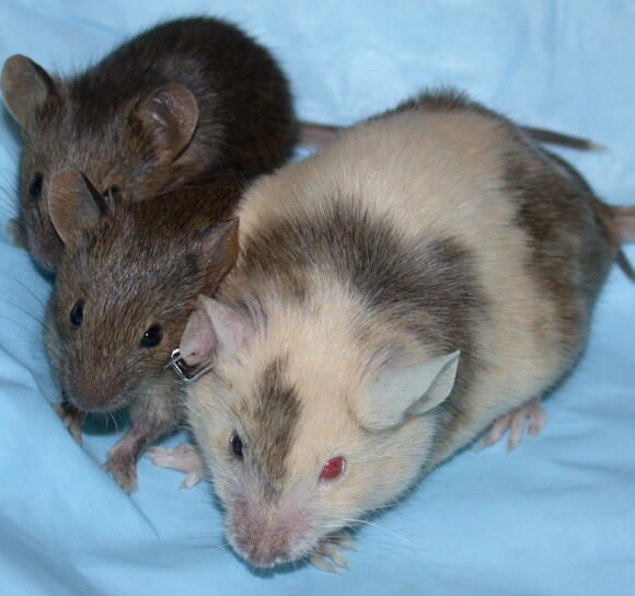 The Real Frankenstein Experiments: When Scientists Crossed Animal and ...