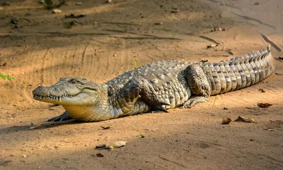 15 Heaviest Animals in the World Ranked by Weight - NewsBreak