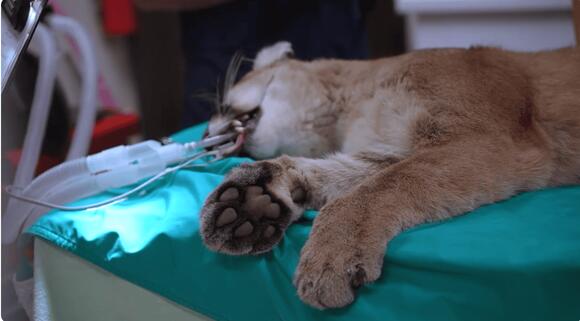13 Organizations Fighting to End Animal Testing - NewsBreak