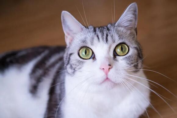 12 Best and Worst Cat Breeds for First Time Owners Across the United ...