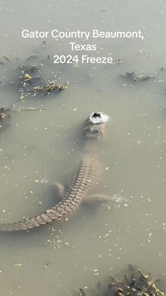 Watch: Texas alligator makes snout hole in frozen pond to survive winter