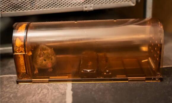 How High Can Mice Jump? Yes, This Is A Thing - NewsBreak