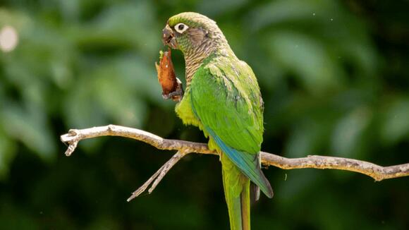 12 Fun Facts About Parrots That Talk - NewsBreak